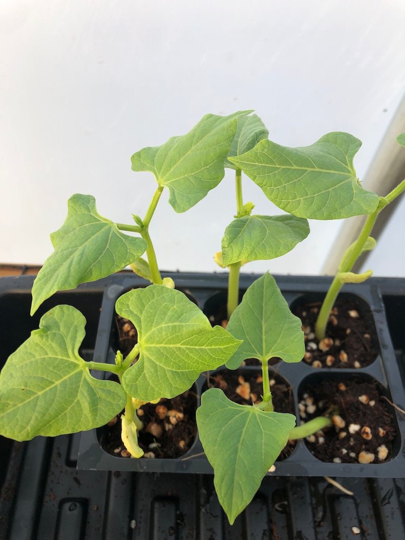 Bean Live Plant - Seedlings/plugs and Plants - 3"- 12" Tall - 30-60 ...