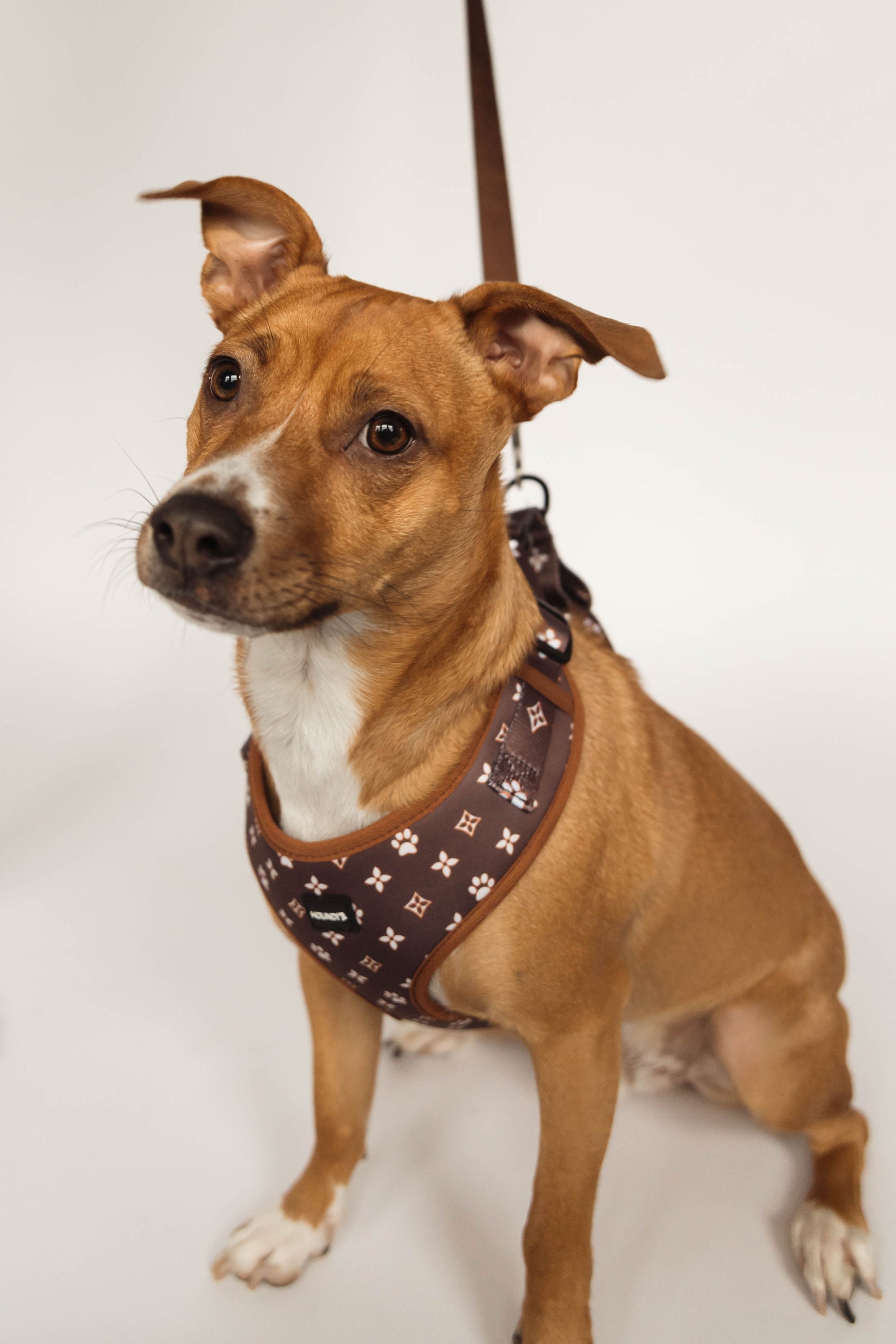 Luxury Print Adjustable Dog Harness and Poop Bag Set - Etsy