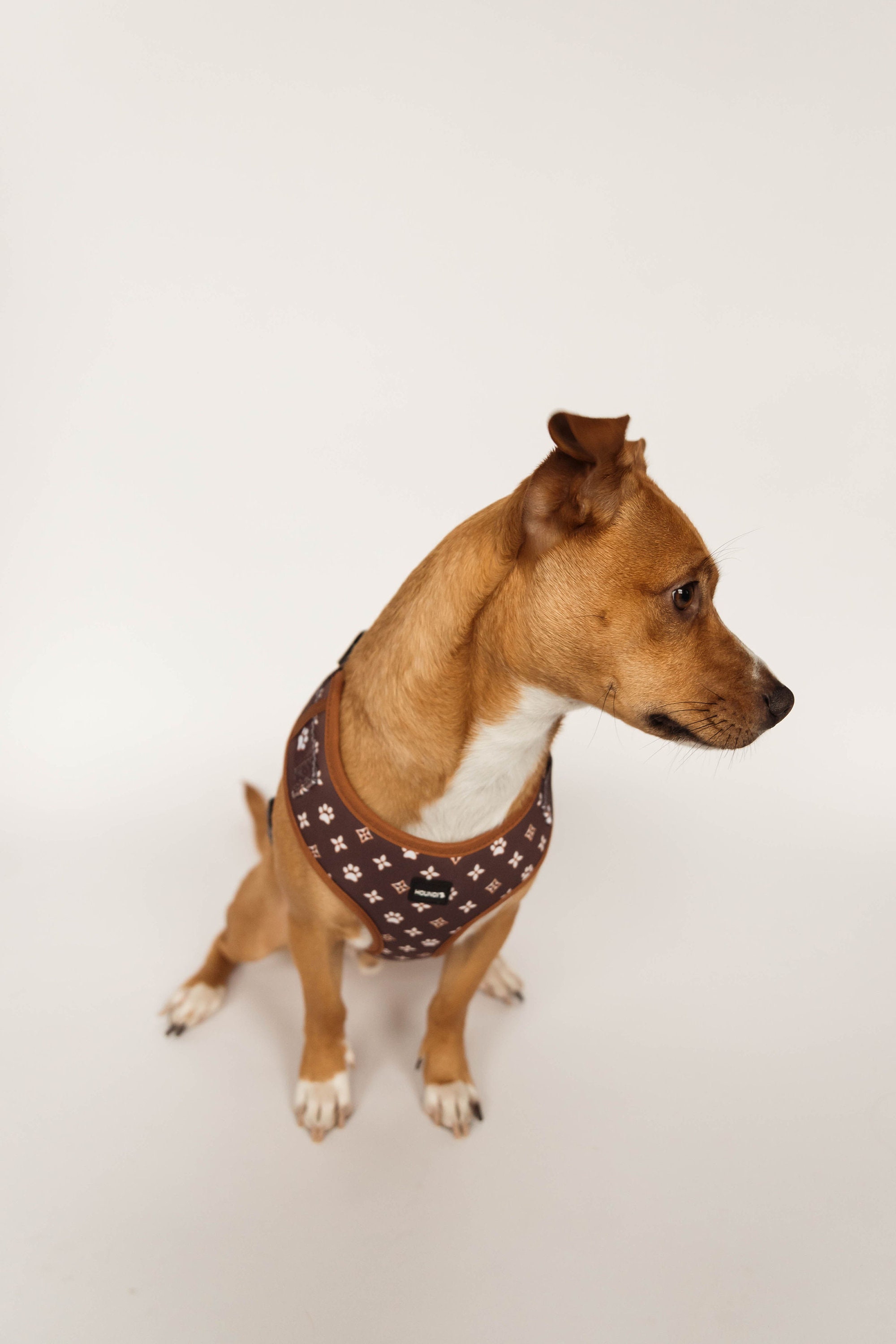 Luxury Print Adjustable Dog Harness and Poop Bag Set - Etsy