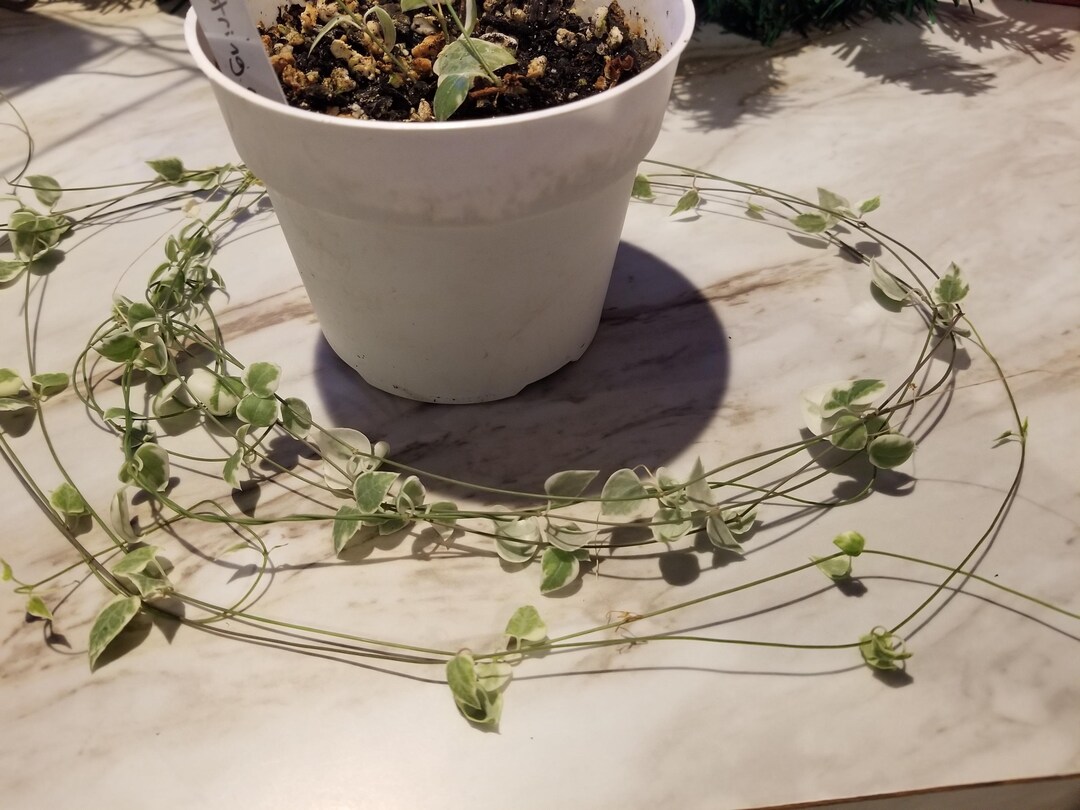 Variegated String of Spades - Etsy