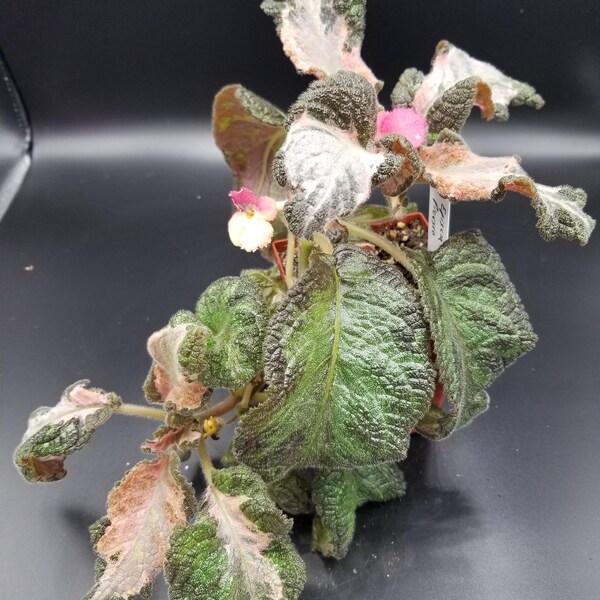 Episcia - Etsy