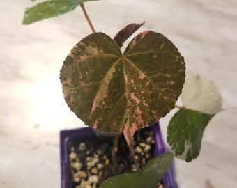 Variegated Mahoe SEEDS, Variegated Sea Hibiscus, Organically Grown - Etsy