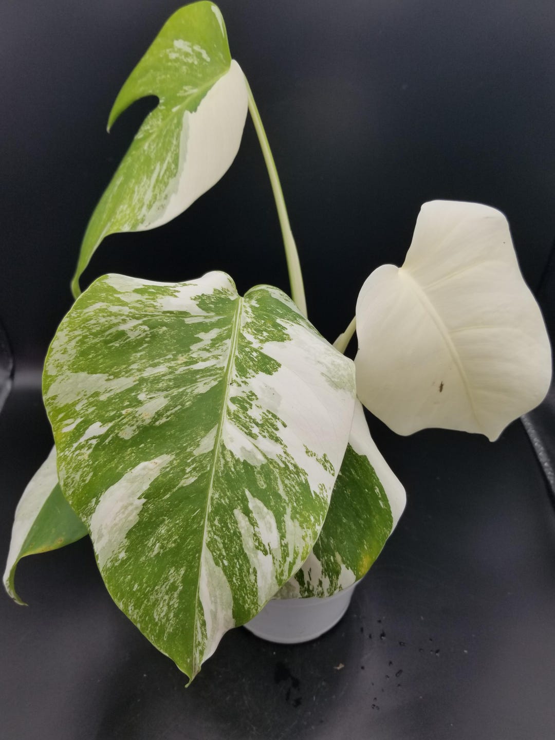 Variegated Monstera Albo. Small Form. - Etsy