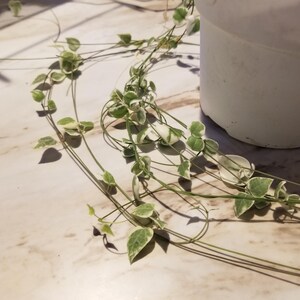 Variegated String of Spades - Etsy