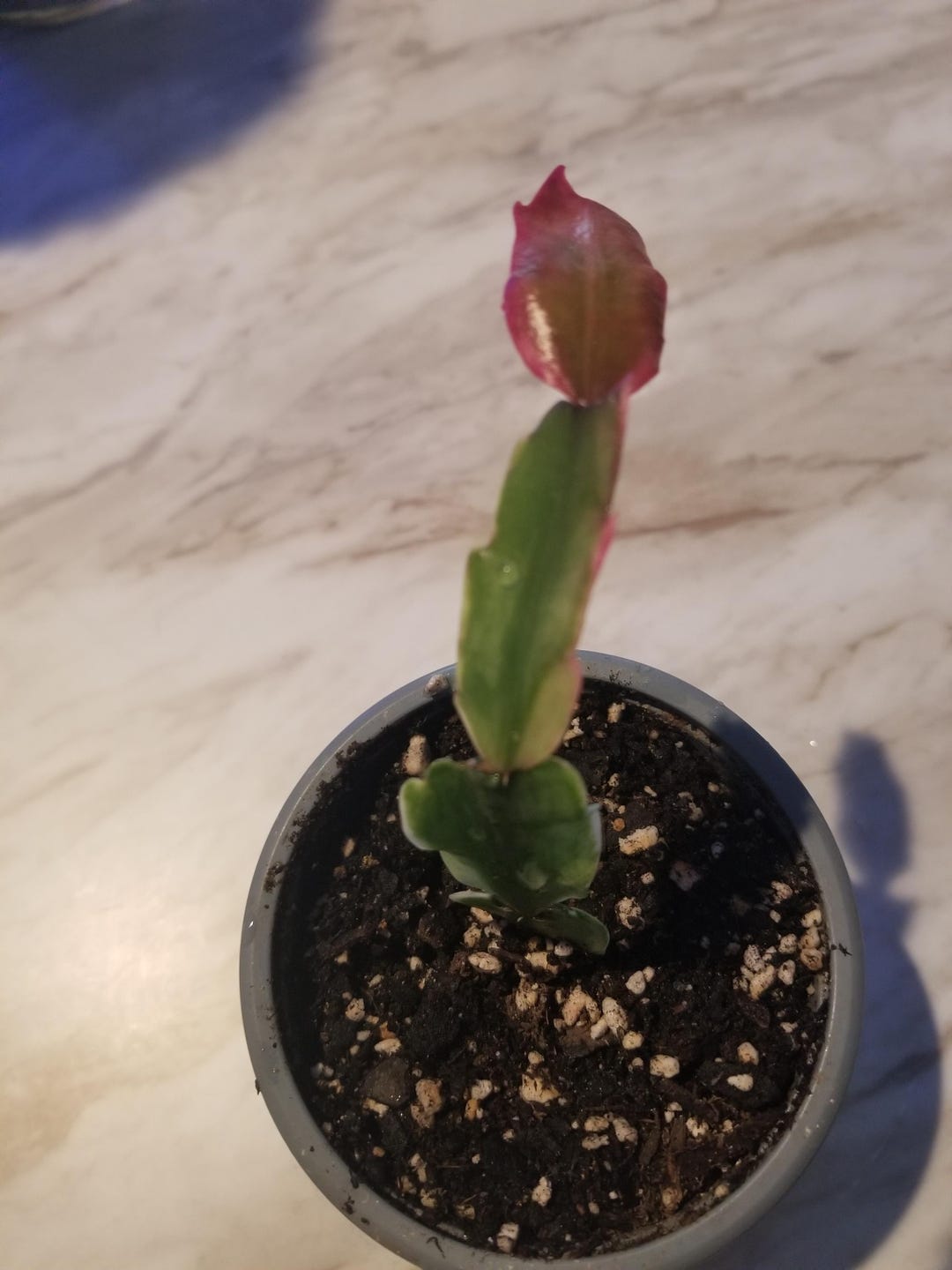 Variegated Christmas Cactus - Etsy