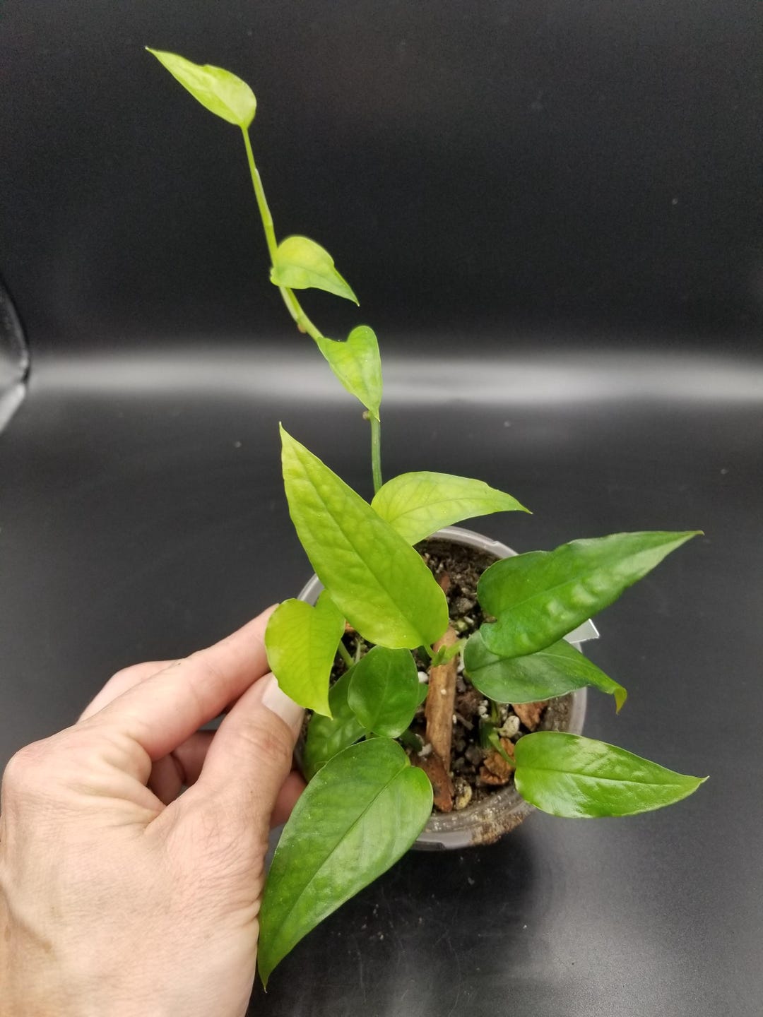 Epipremnum Skeleton Key - Etsy