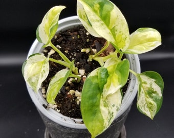 Japanese Global Pothos, Epipremnum Aureum - Etsy