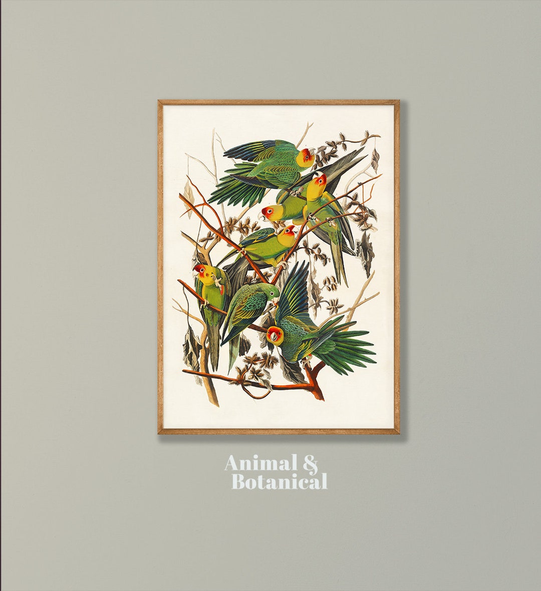 Carolina Parrot Etching | Vintage Birds | 19th Centuary Wall Art ...