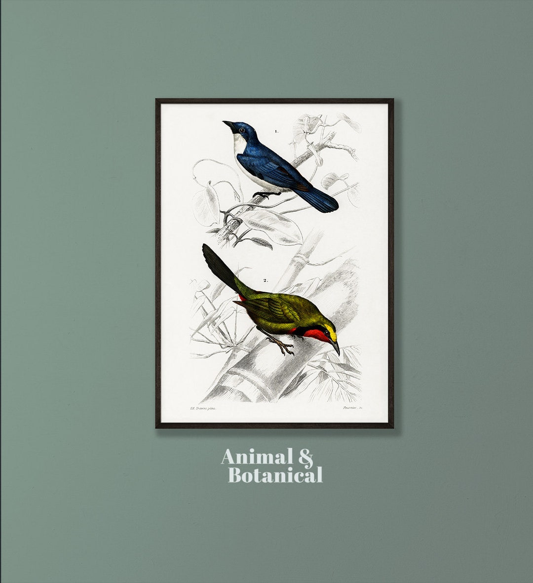 Vintage Birds Etching | Downloadable Art | Multiple Sizes | Bird Art ...