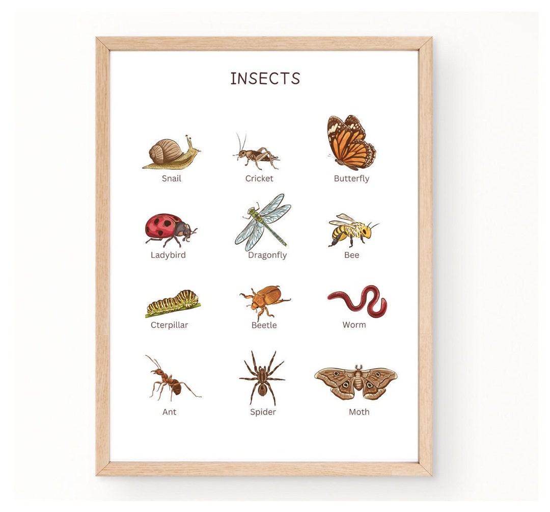 Insects Print, Educational Poster, Homeschool Decor, Nature, Nursery ...