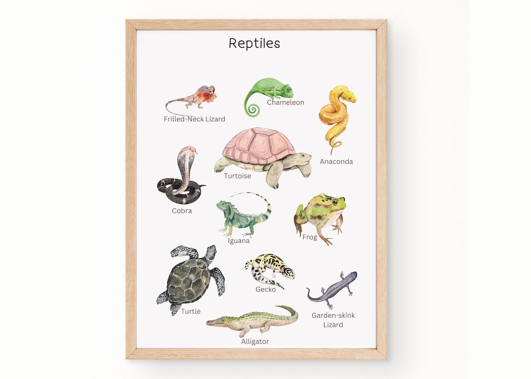 Educational Posters, Reptile Poster, Reptile Print, Homeschool Wall Art ...