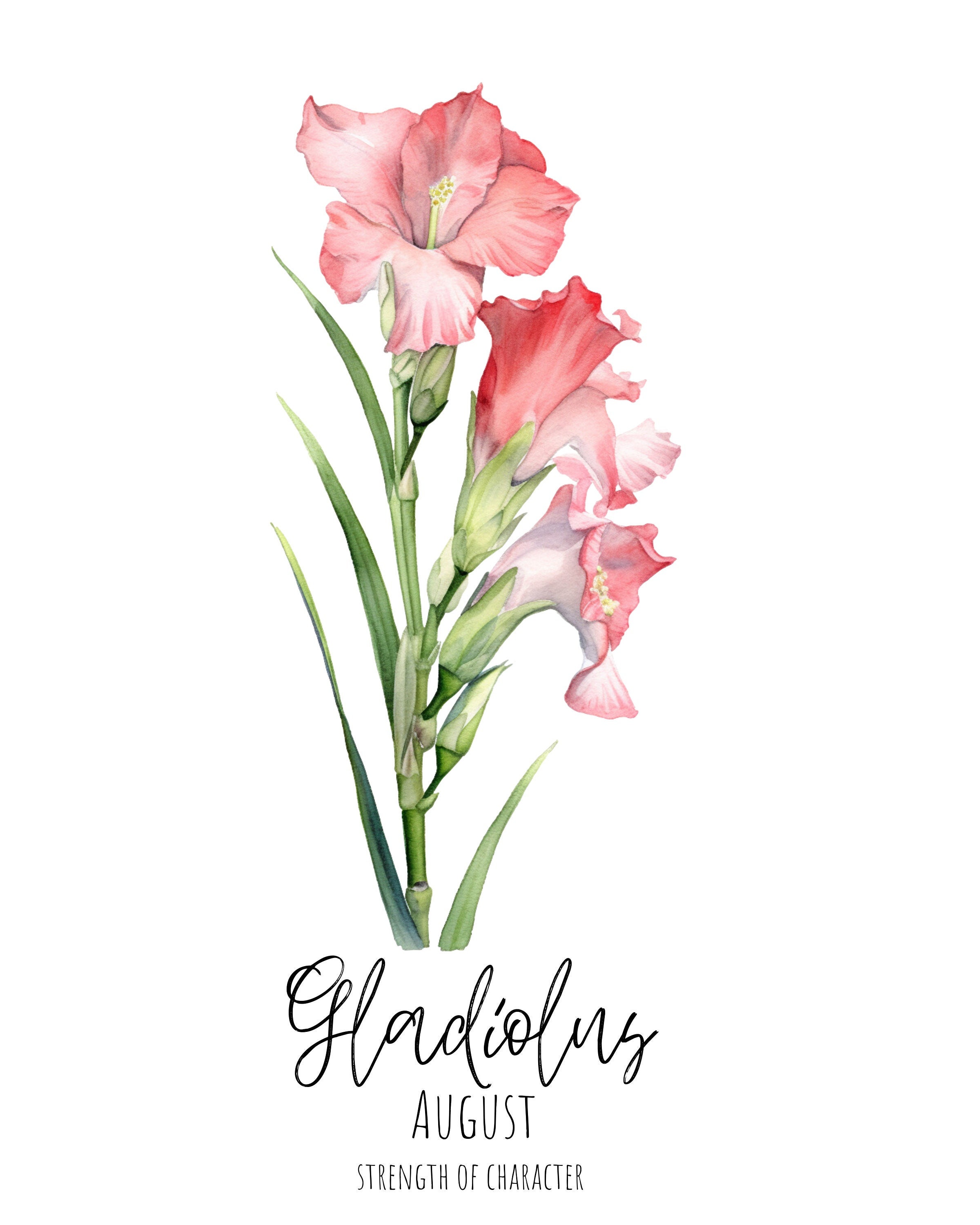 August Flower Of The Month