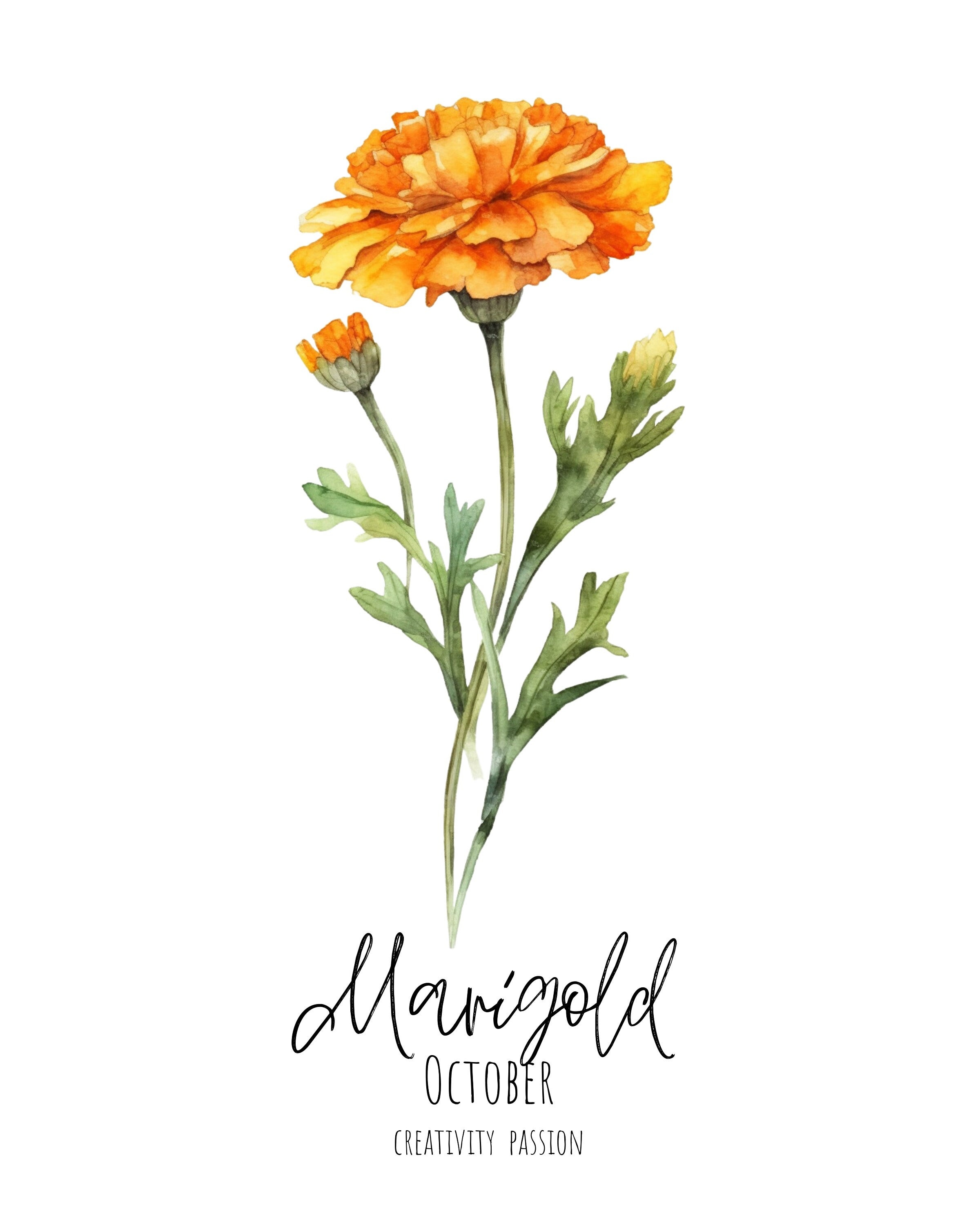 Orange Marigold October Birth Month Flower Watercolor Digital Art Print ...