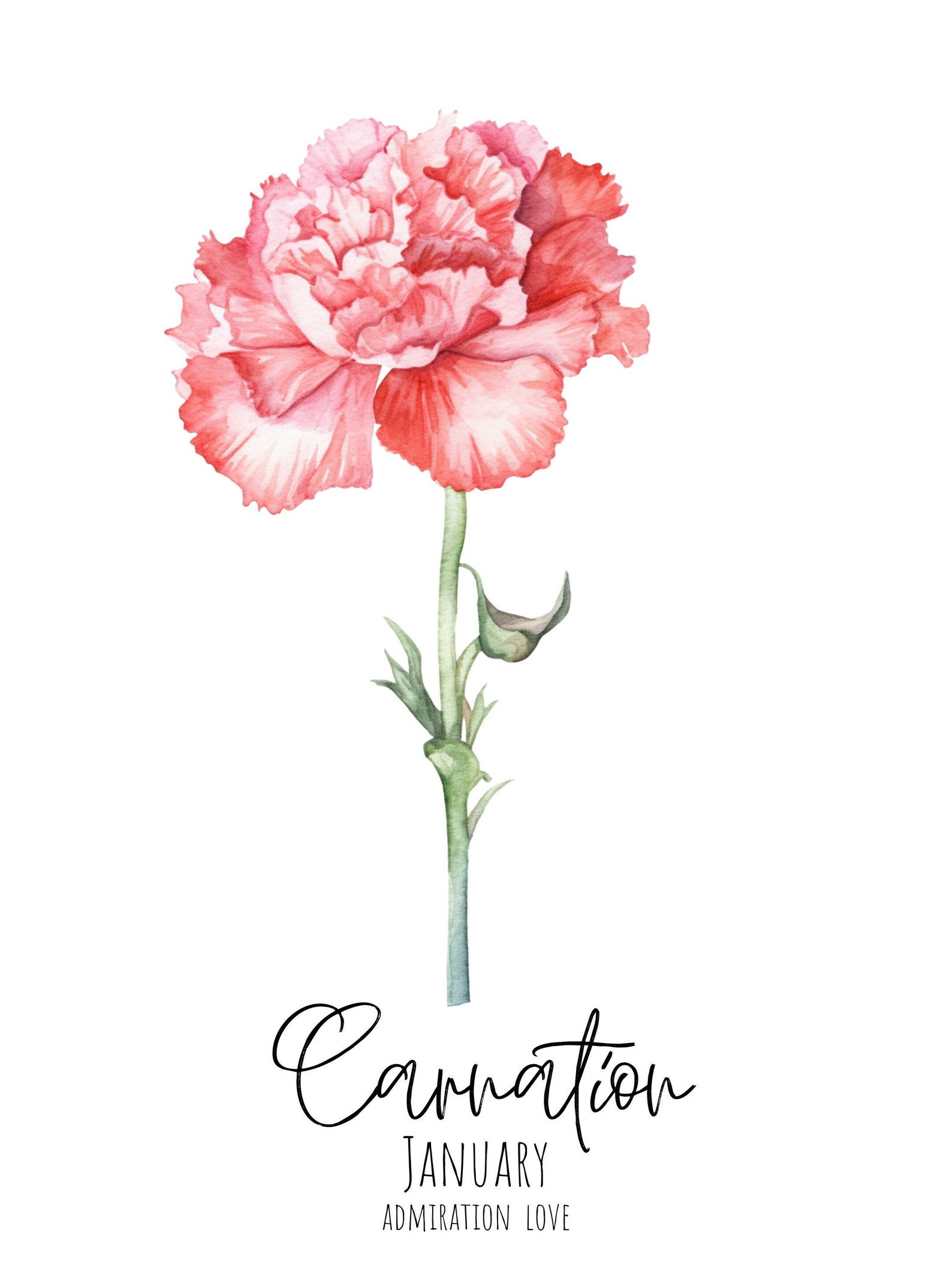 Carnation Flower Watercolor Digital Art Print Birth Month January ...