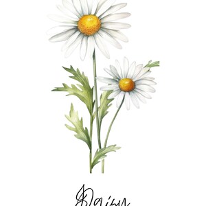 Daisy April Birth Flower Watercolor Art Print (digital Download) - Etsy