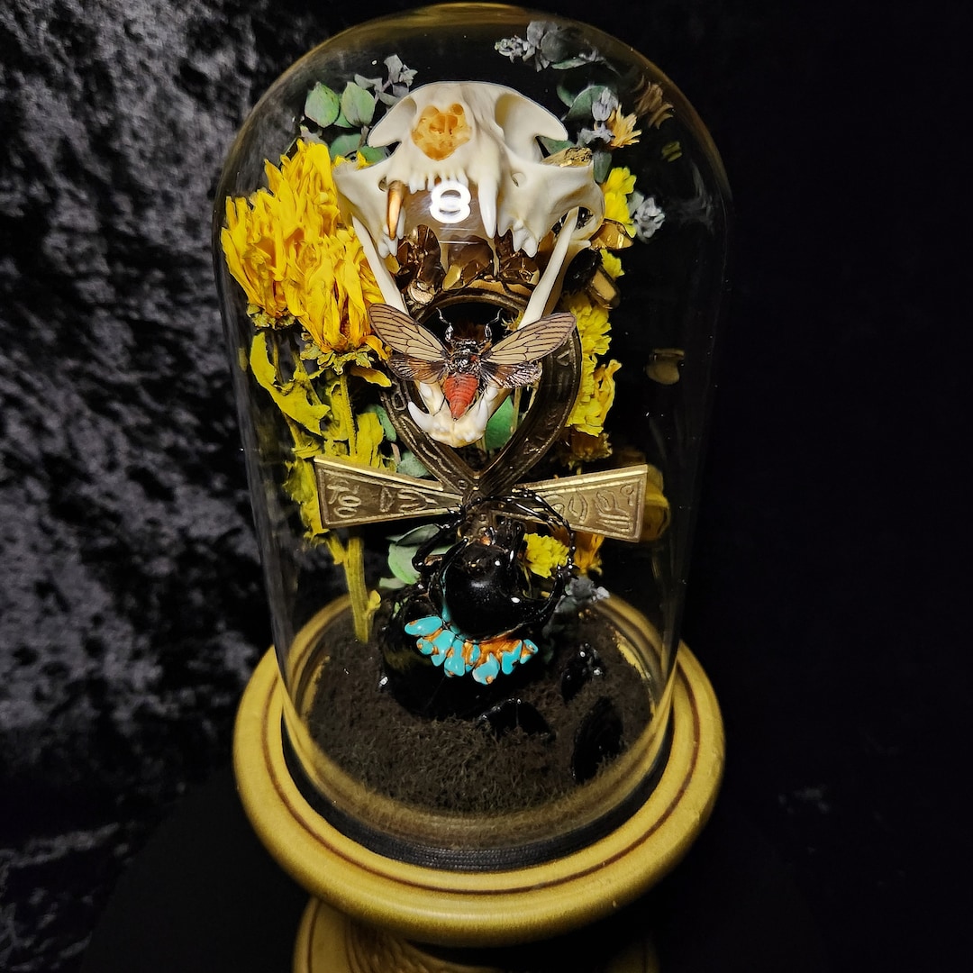 Cat Skull, Red Devil Cicada, & Giant Scarab Terrarium Taxidermy ...