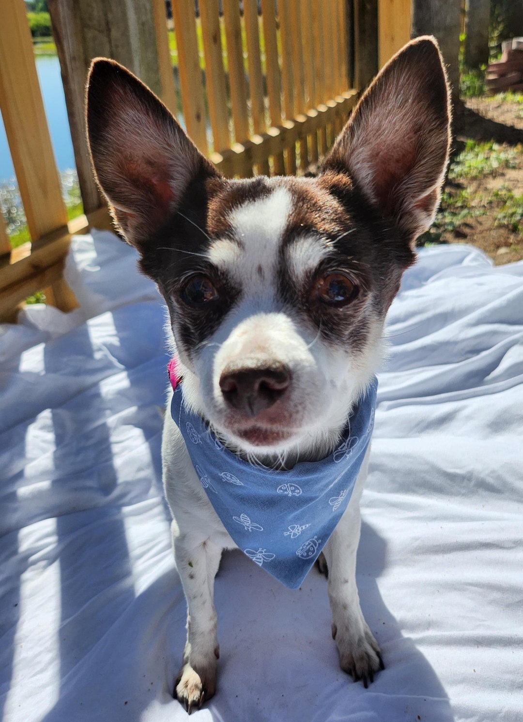 The Bugs and the Bees Bandana - Etsy
