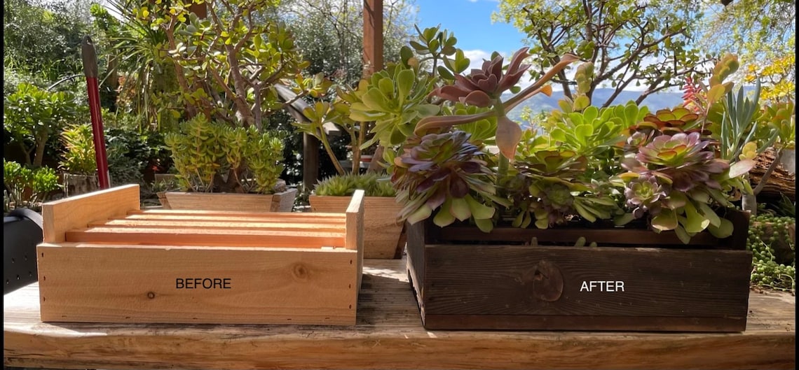 Cedar Planter Box. Root Succulents and Other Plants From Clippings. - Etsy