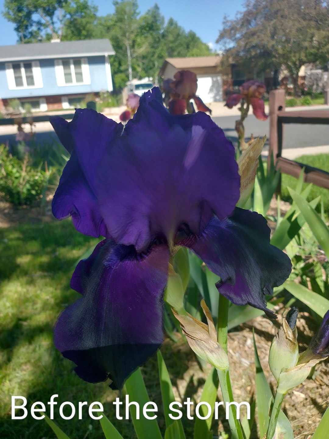 Fragrant Flower, Perennial Starter Plant, Live Plants, Iris, Iris Plant ...