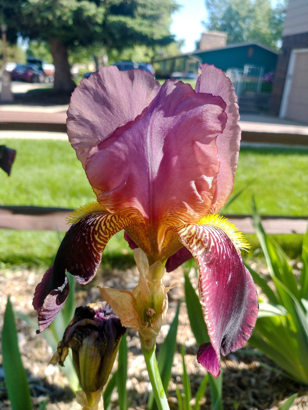 Dauntless Bearded Iris Rhizome: Wine Red & Raspberry Perennial Plant - Etsy