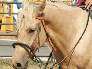Rick Wheat Noavel Headstall - Etsy