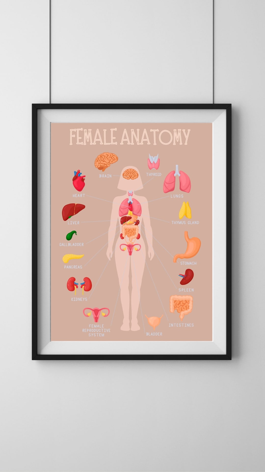 Digital Poster of Female Anatomy to Print Medical Wall Decoration - Etsy