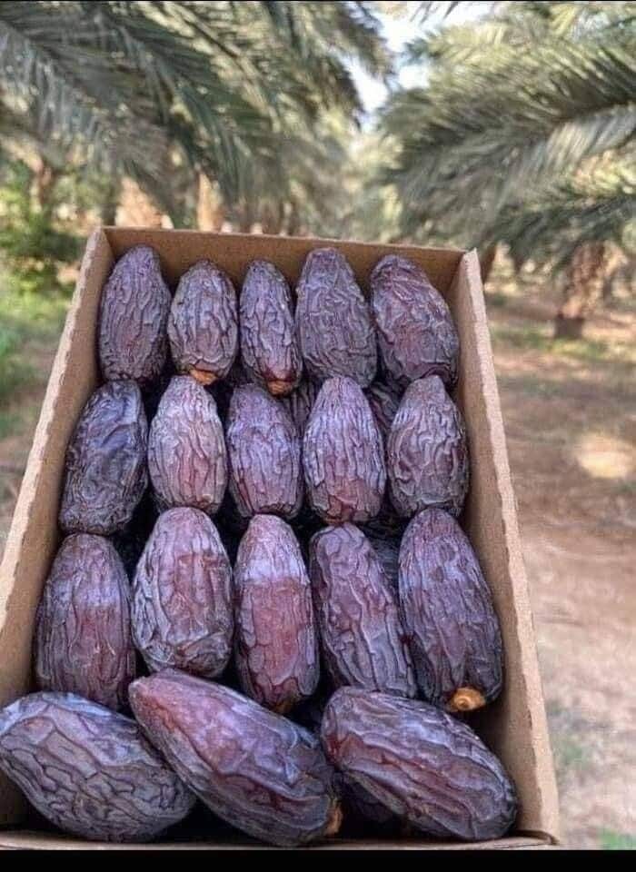 11 LB FRESH Medjool Dates Gift Box/ Premium Thank You Gift / Birthday ...