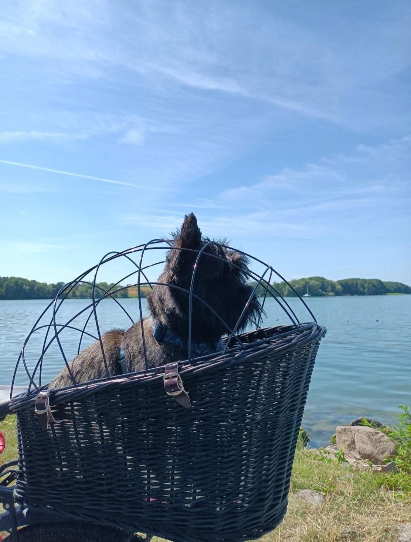 Handmade Wicker Bike Basket for a Dog, Carrier in BLACK, Color With a Pillow, , Travelling With ...