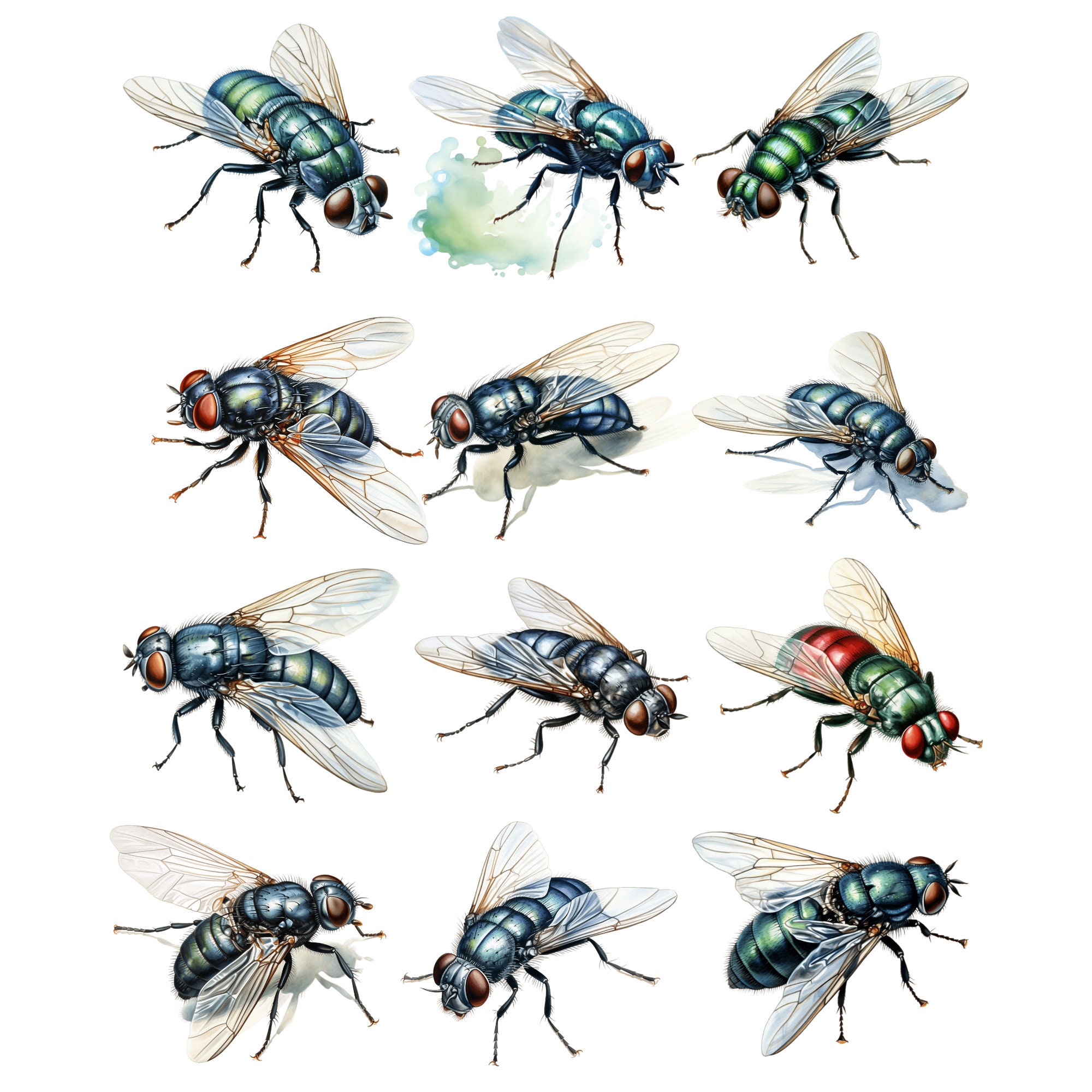 Fly Clipart Set: 12 High Quality Pngs, Watercolor Insects Clip Art Card ...