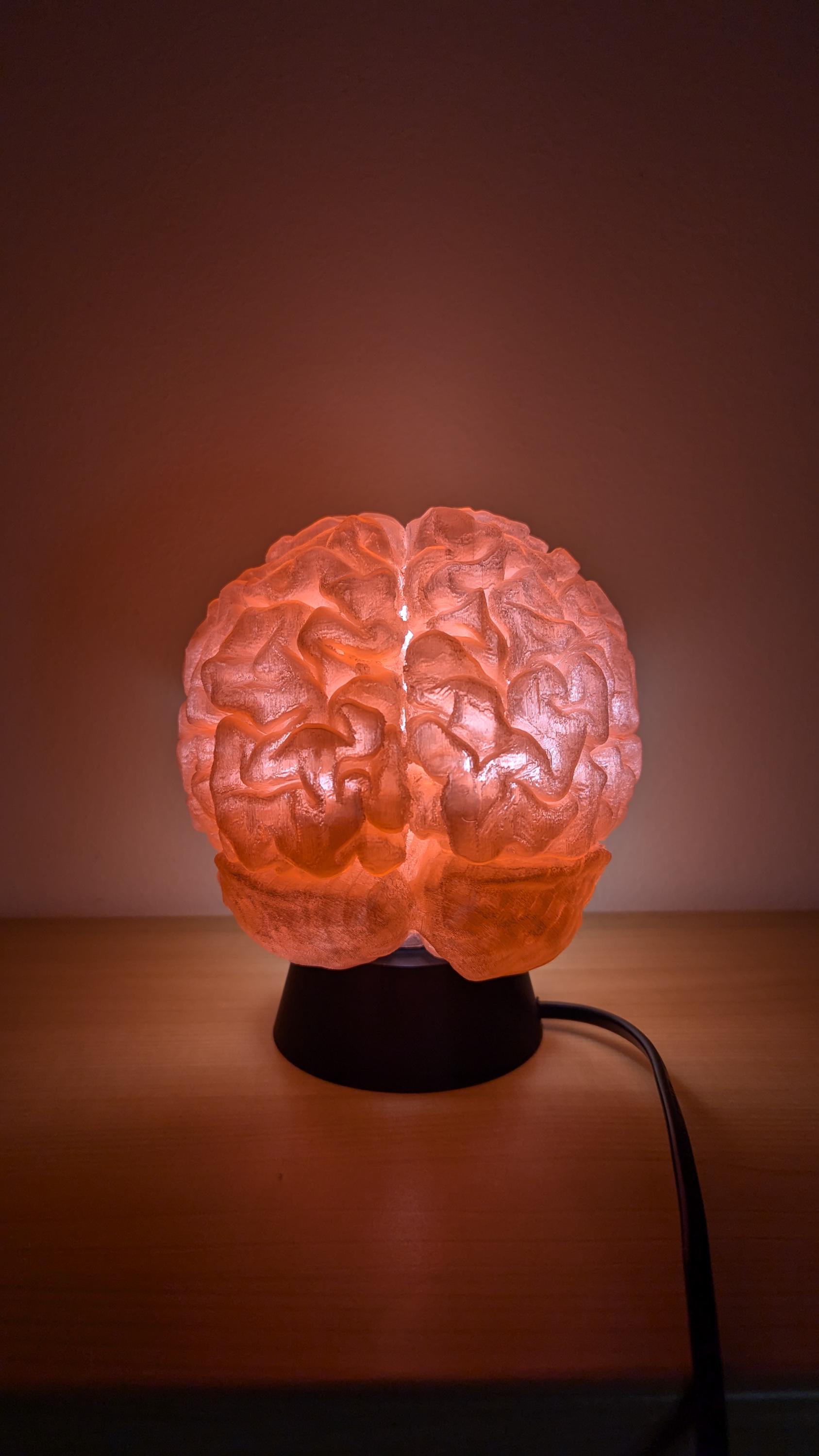 3D Printed Brain Lamp - Unique and Original Design for Science and ...