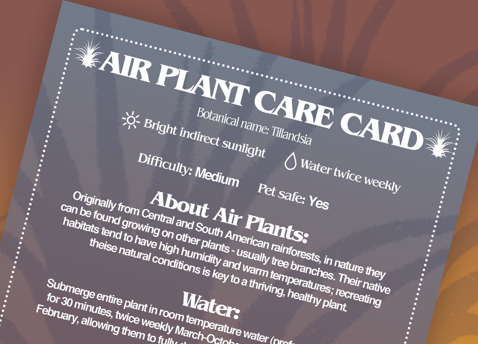 Air Plant Care Card, Digital Air Plant Care Label, Printable Houseplant ...