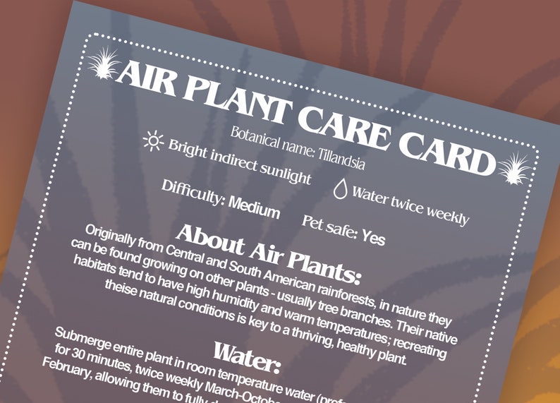 Air Plant Care Card, Digital Air Plant Care Label, Printable Houseplant ...