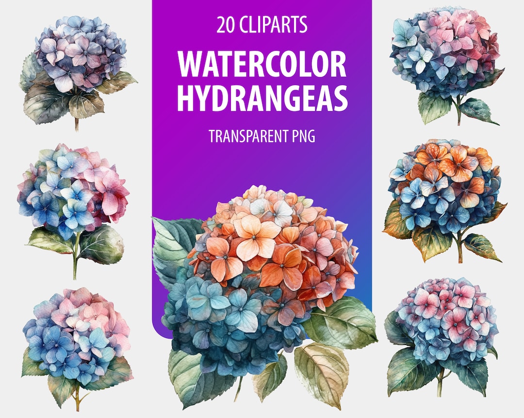 Watercolor Hydrangea Flowers Clipart - Botanical Clip Art Ilustrations ...