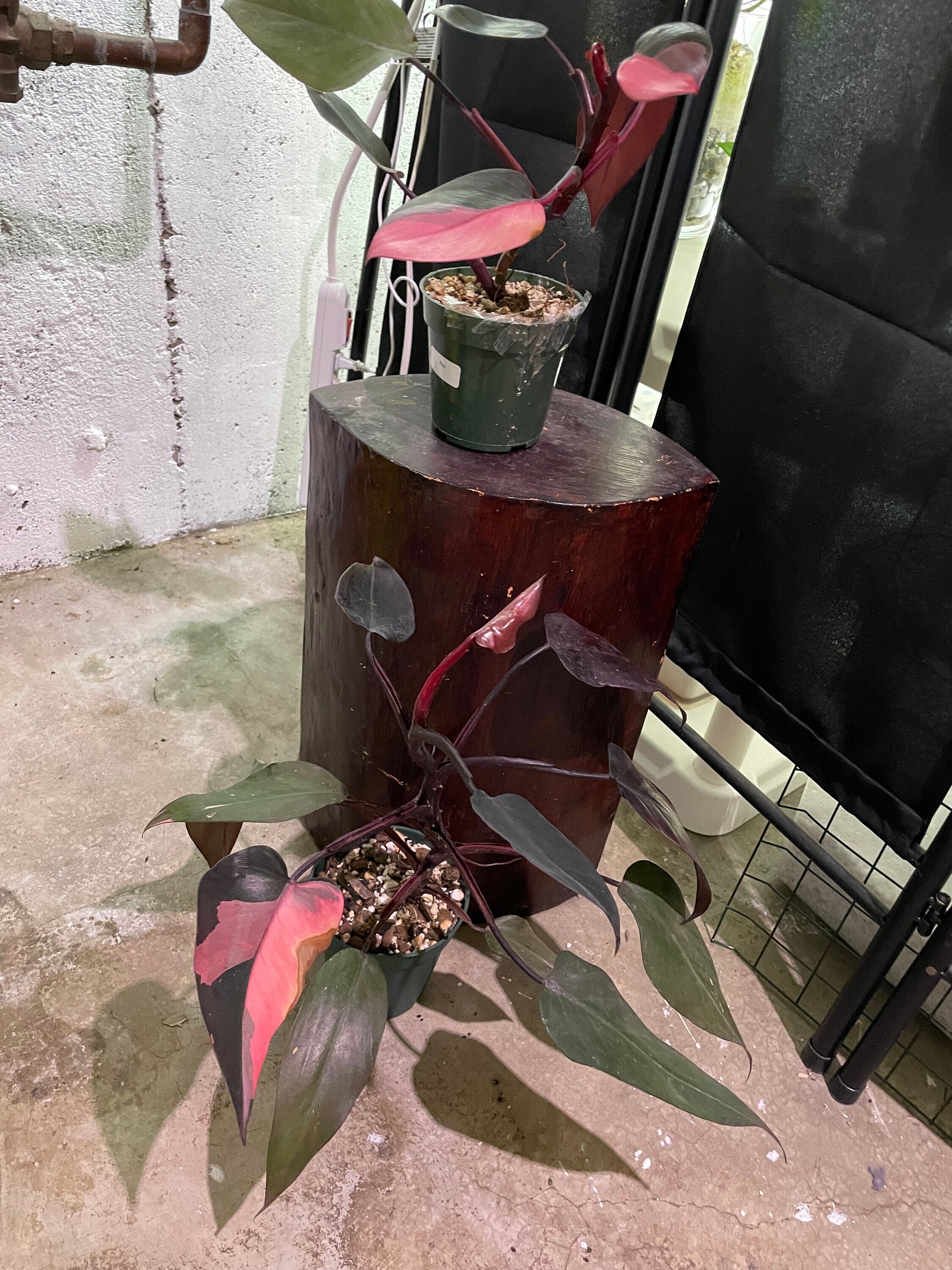 Philodendron Erubescens Aka Pink Princess Philo With Pink and - Etsy