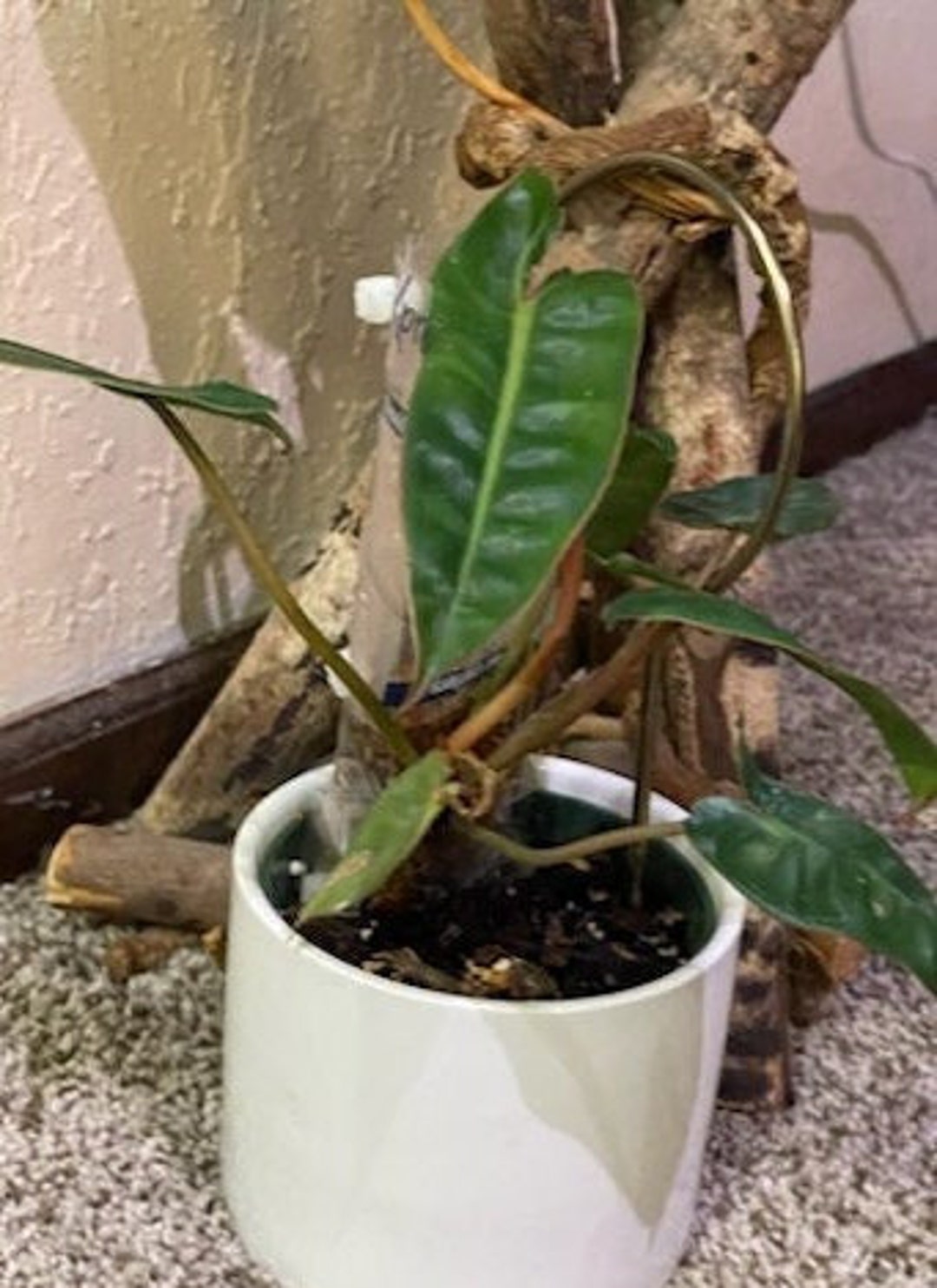 This is a Philodendron Billietae and This Plant Grows Really - Etsy