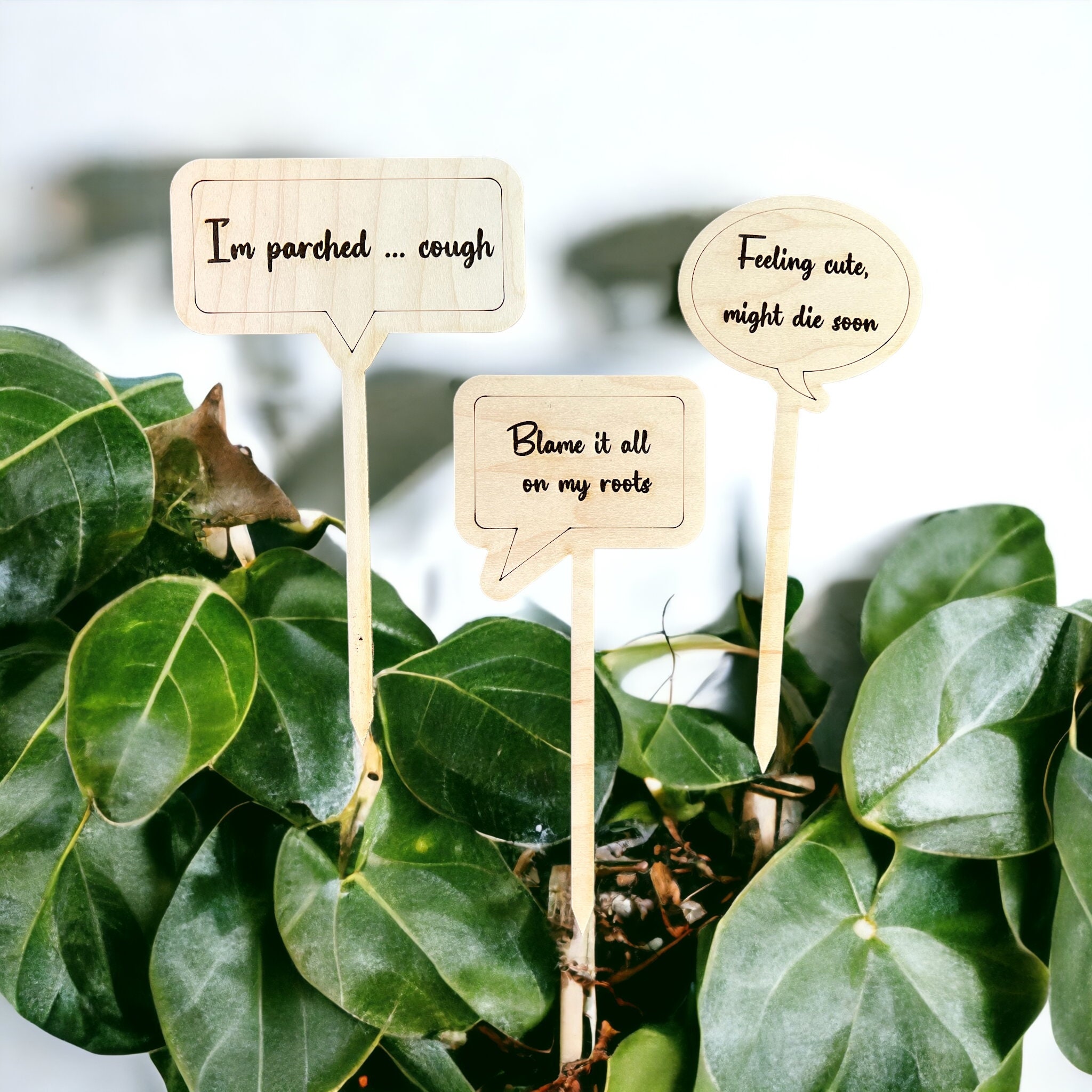 6 Pack of Plant Stakes, Quotes or Plants, Funny Plant Signs, Succulent ...
