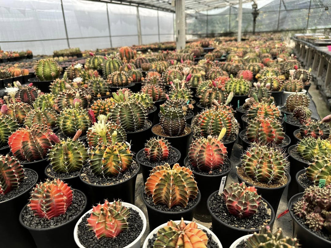 10 - 500 個 Gymnocalycium mihanovichii Variegate/Variegated Mix Seeds 必要 ...