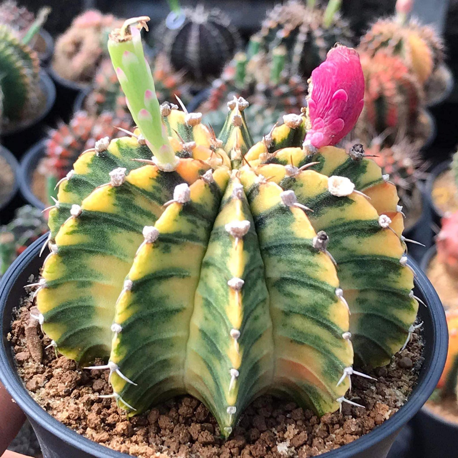10 - 500 個 Gymnocalycium mihanovichii Variegate/Variegated Mix Seeds 必要 ...