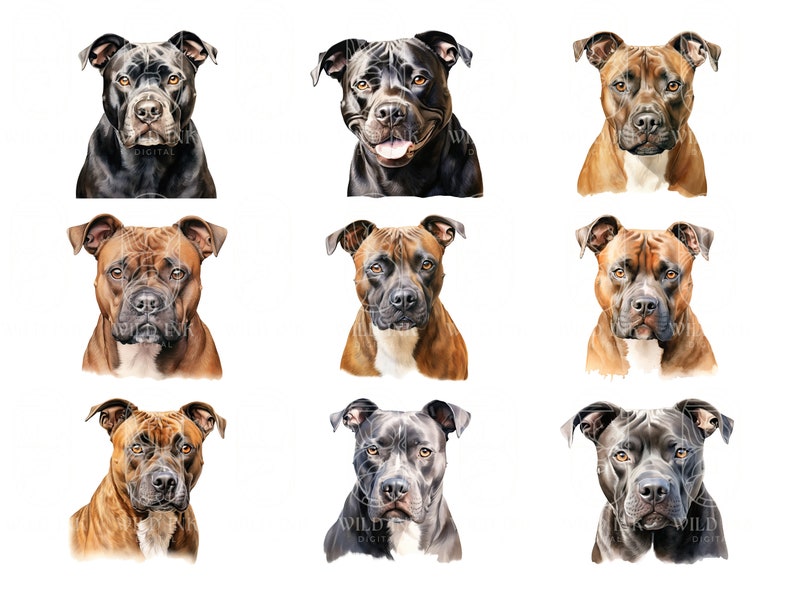 Watercolor Staffy Clipart Bundle: 37 PNG & JPEG Dog Graphics (digital ...