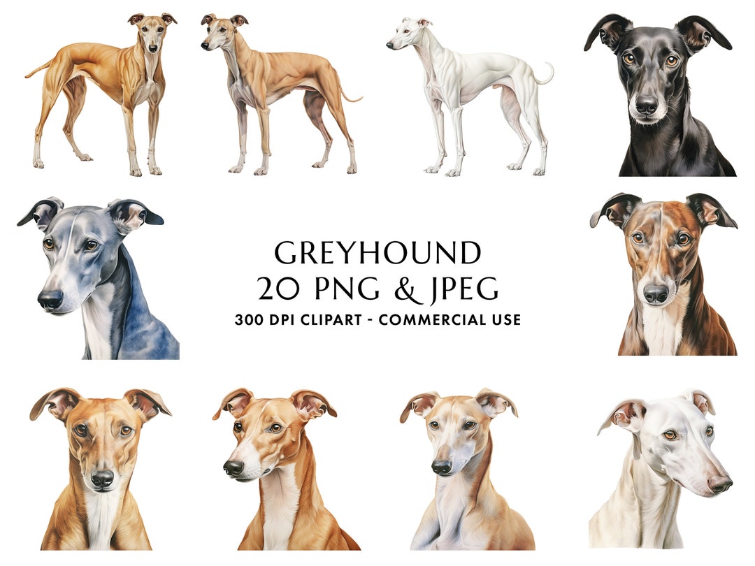 Watercolor Greyhound Clipart Bundle 20 High Quality PNG & JPEG, Gift ...