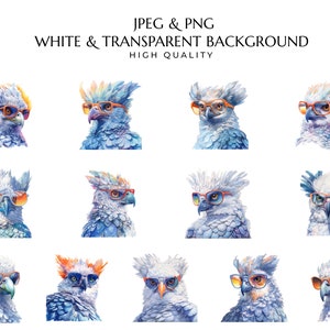 Watercolor Harpy Eagle Clipart With Sunglasses, 13 High-quality PNG ...