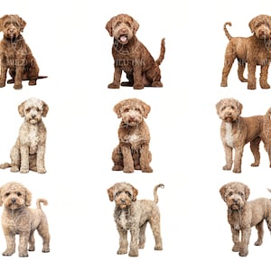 Watercolor Lagotto Romagnolo Clipart: Dog Mom/dad Gift (digital ...