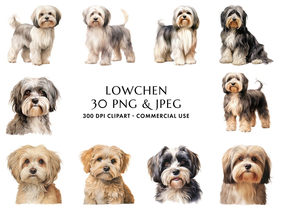 Watercolor Lowchen Clipart Bundle 30 High Quality PNG & JPEG, Little ...