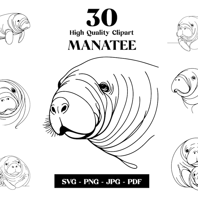 Manatee Svg - Etsy