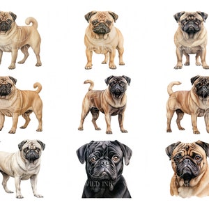 Watercolor Pug Clipart Bundle 33 High Quality PNG & JPEG, Gift for Dog ...