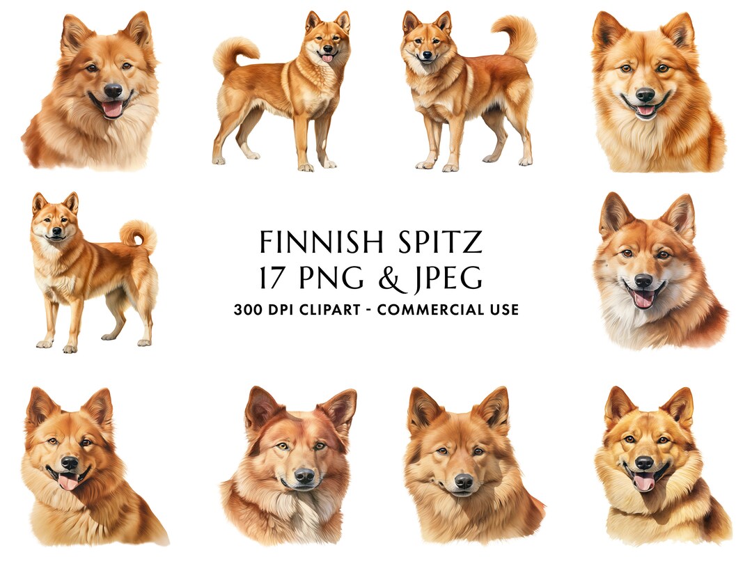 Watercolor Finnish Spitz Clipart Bundle 17 High Quality PNG & JPEG ...