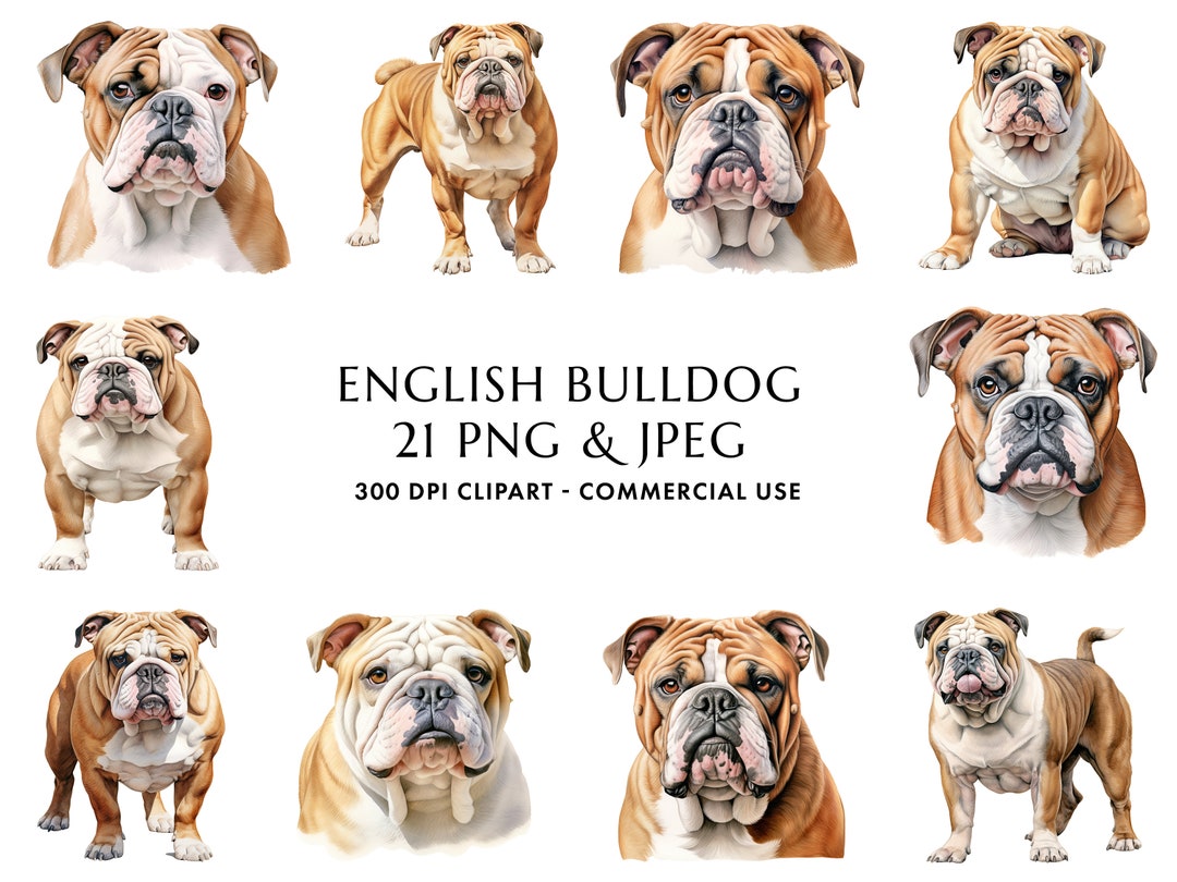 Watercolor English Bulldog Clipart Bundle 21 High Quality PNG & JPEG ...