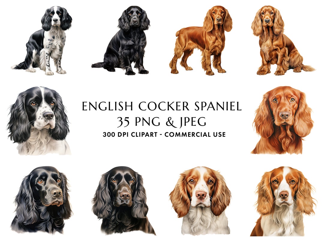 Watercolor English Cocker Spaniel Clipart Bundle 35 High Quality PNG ...