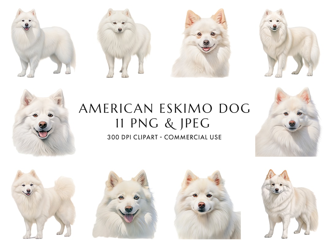 Watercolor American Eskimo Dog Clipart Bundle (digital Download) - Etsy