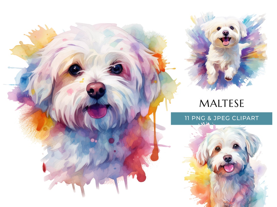 Maltese Dog Clipart - 11 High Quality Pngs & JPEG - Colorful Watercolor ...